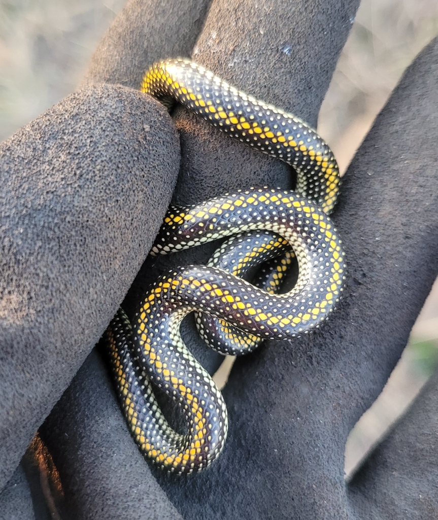 Spotted Harlequin Snake in September 2024 by Dylan Leonard · iNaturalist