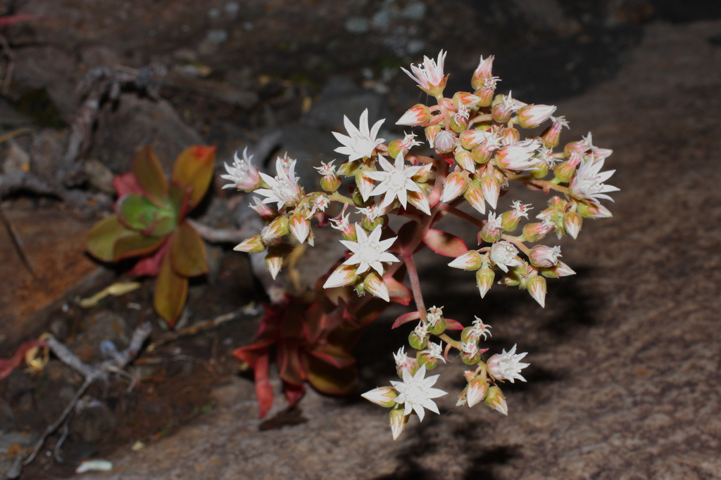 Aeonium decorum from Provinz Santa Cruz de Tenerife, Spanien on April ...