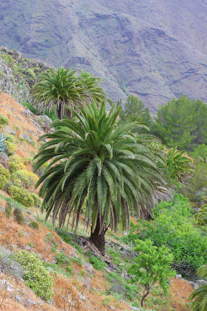 Palma canaria (Plantas Parque Revolución, Ensenada) · iNaturalist