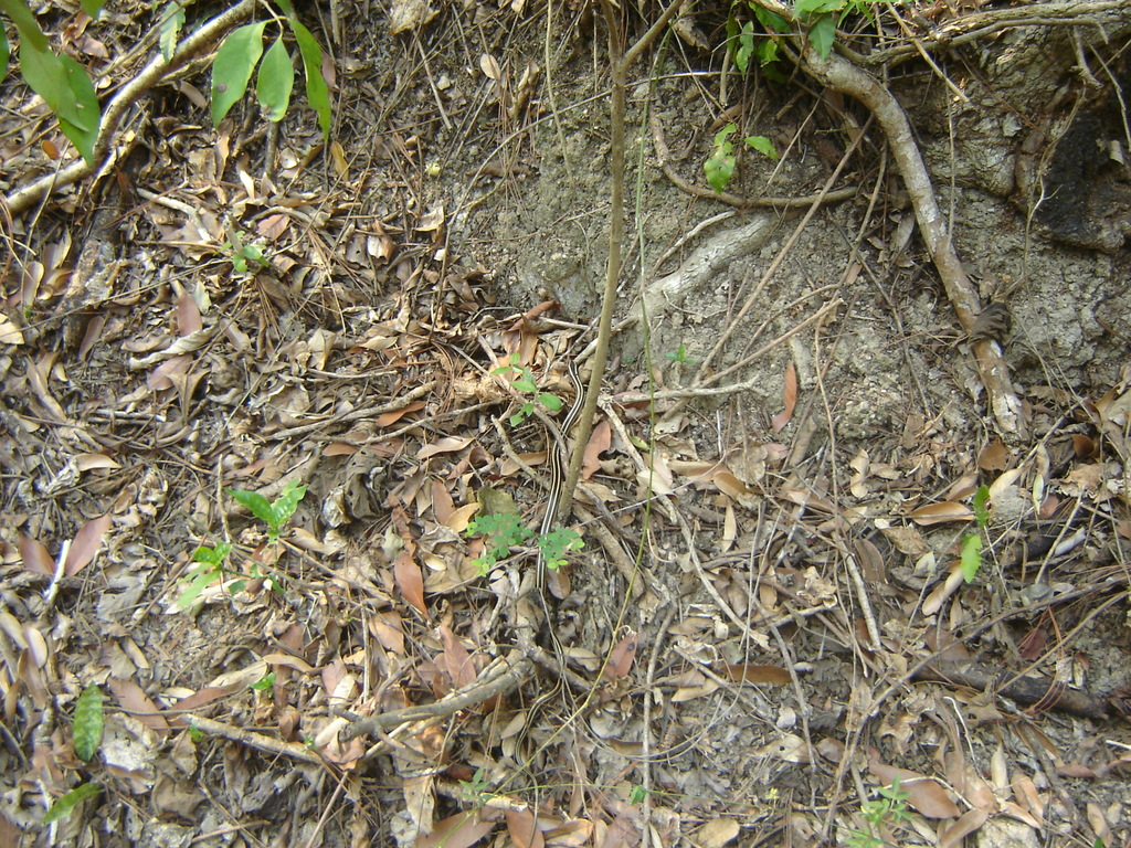Culebra guardacaminos rayada en mayo 2016 por Alfonsina Hernández ...