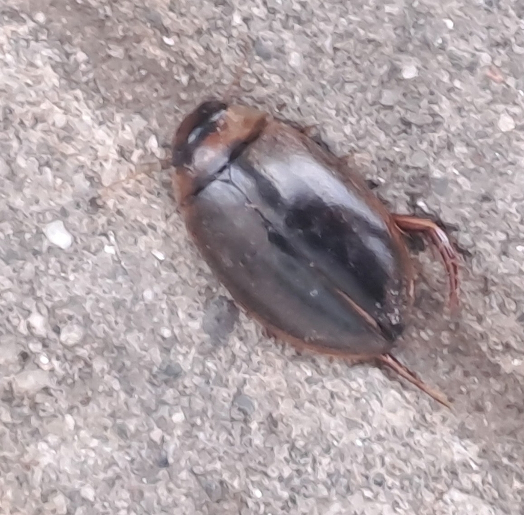 Hydaticus leander from 56037 Peccioli PI, Italia on September 15, 2024 ...