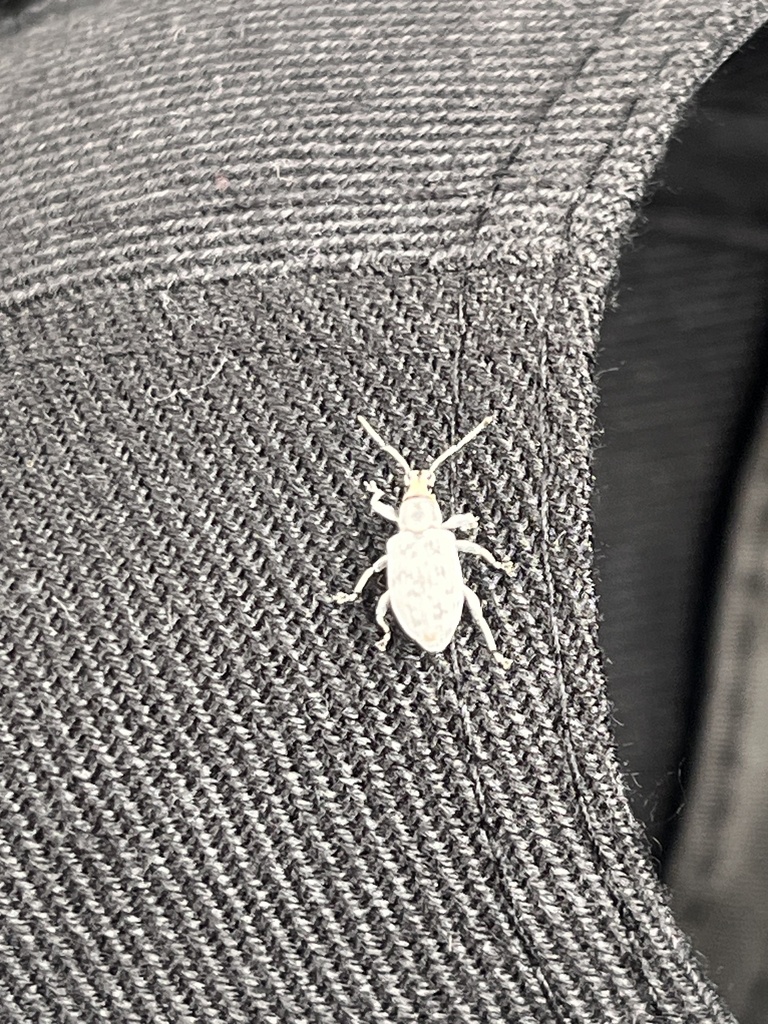 Sri Lanka Weevil from Ehrlich Rd, Tampa, FL, US on September 15, 2024 ...