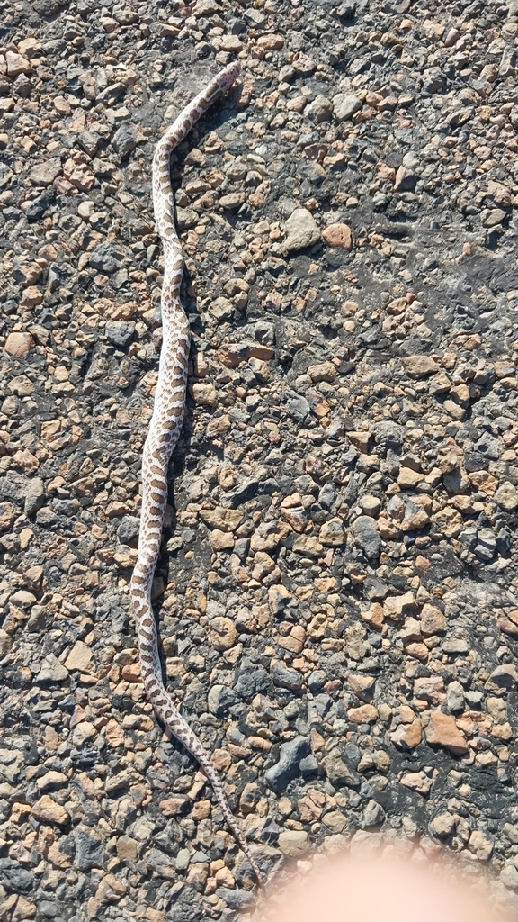 Glossy Snake from Garden City, KS 67846, USA on September 15, 2024 at ...