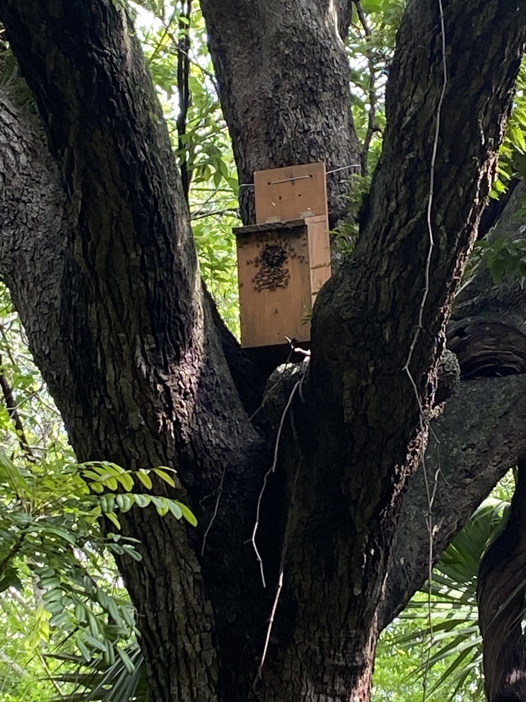 Western Honey Bee from Arch Creek Park, North Miami Beach, FL, US on ...
