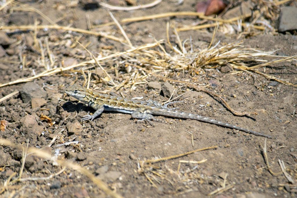 Western Side-blotched Lizard from Santa Monica Mountains National ...