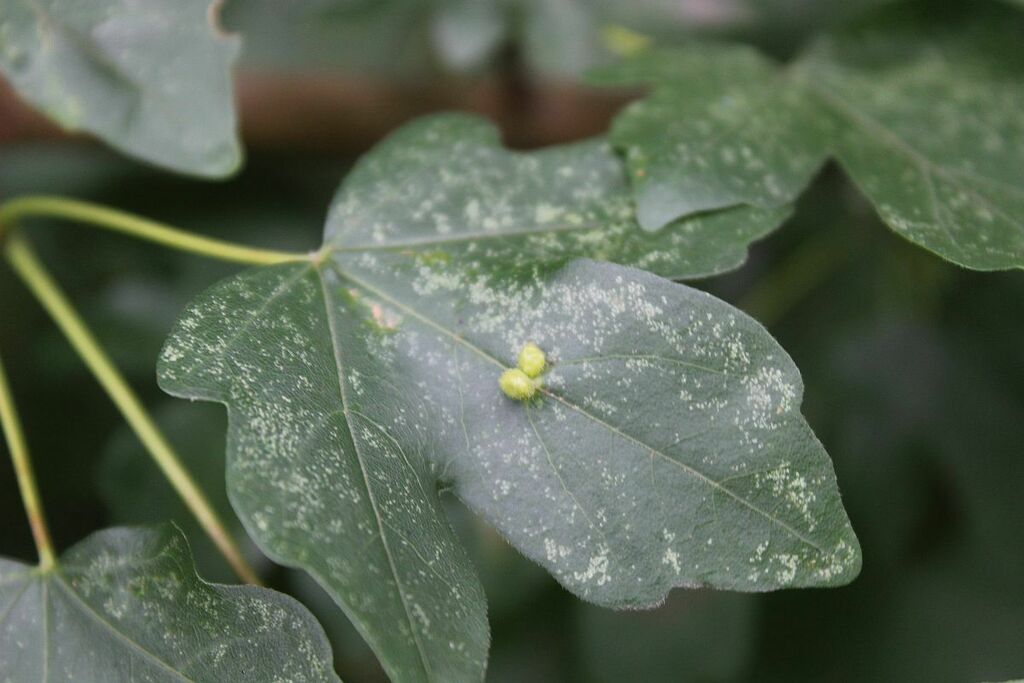 solitary maple leaf gall mite from Pensnett, Brierley Hill, UK on ...