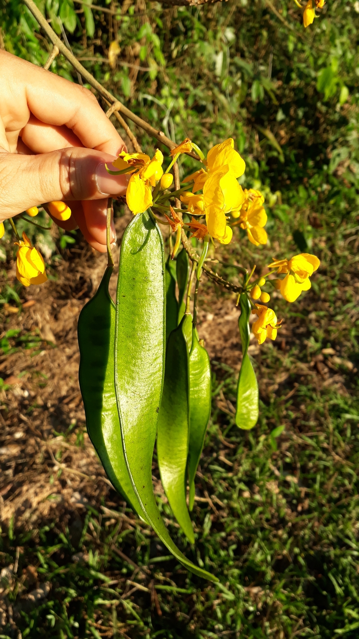 Senna silvestris (Vell.) H.S.Irwin & Barneby