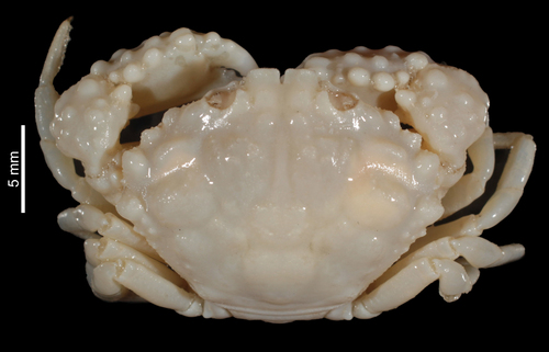 Halimede tyche · NaturaLista Colombia