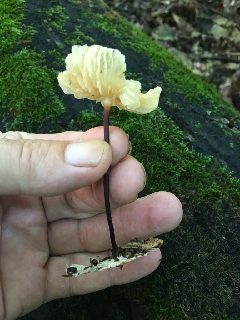 Marasmius delectans from Orange, Indiana, United States on June 24 ...