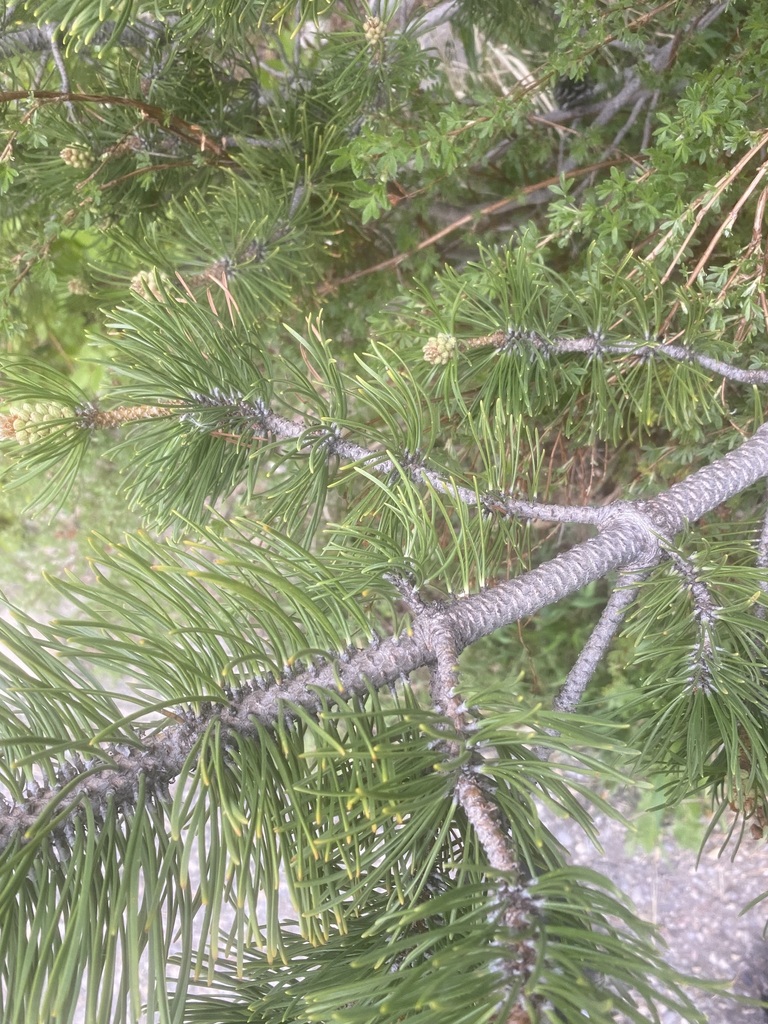 mountain pine from Division No. 6, Alberta, Canada on June 3, 2024 at ...