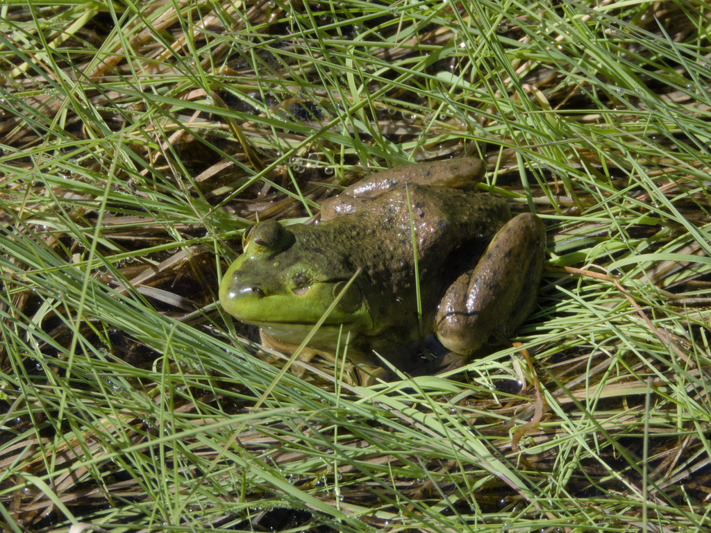 American Bullfrog from Fundy National Park of Canada, NB, Canada on ...