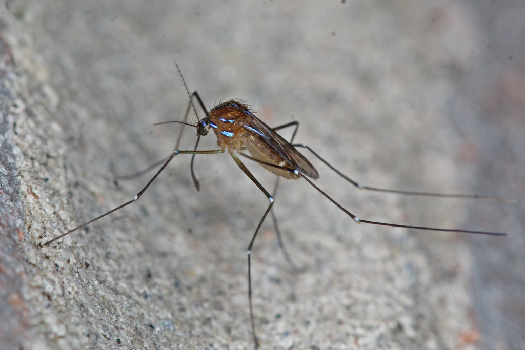 Sapphire-striped Mosquito (Mosquitos of the United States) · iNaturalist