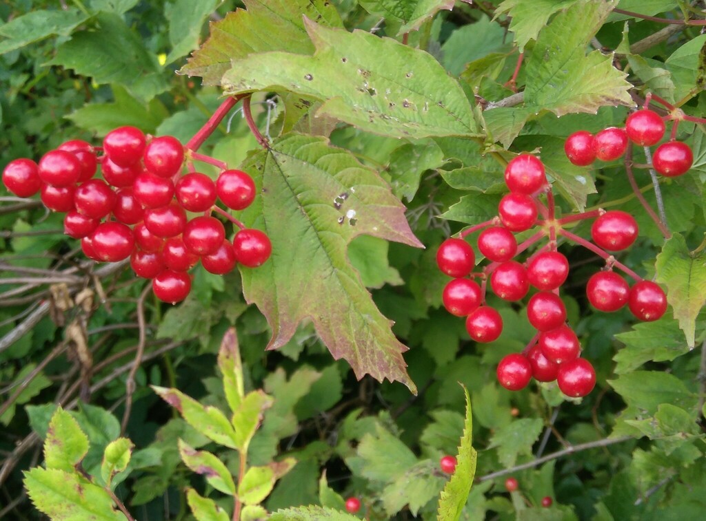 guelder-rose from Widnes, Reino Unido on July 31, 2017 at 06:18 PM by ...