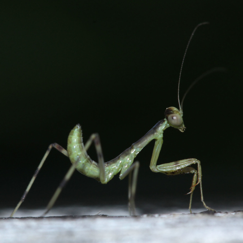 Giant Asian Mantis from Naitomachi, Shinjuku City, Tokyo 160-0014 ...