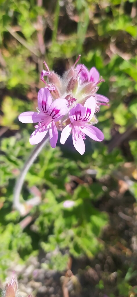 rose-scented geranium from Bellville, Cape Town, South Africa on ...