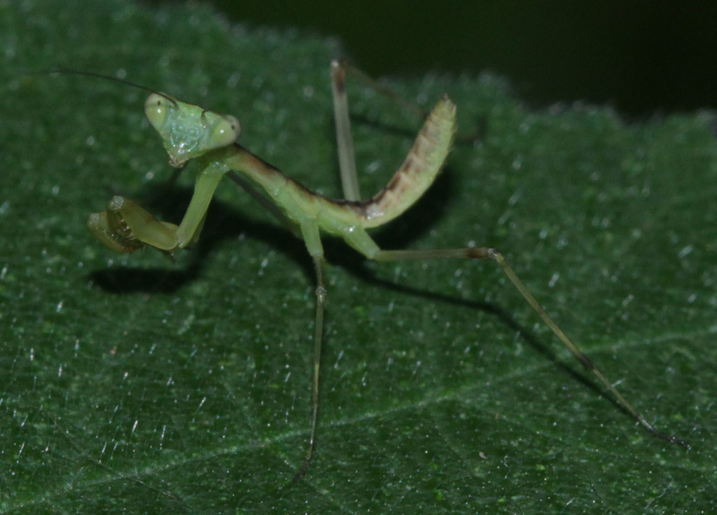 Hierodula patellifera patellifera from Naitomachi, Shinjuku City, Tokyo ...