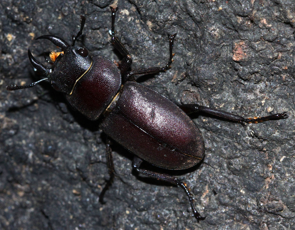 Dorcus rectus rectus from Naitomachi, Shinjuku City, Tokyo 160-0014 ...
