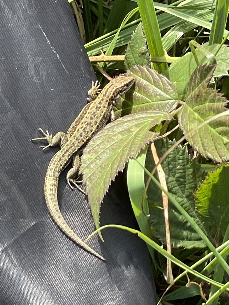 Viviparous Lizard from Devon, UK on August 30, 2024 at 12:59 PM by ...