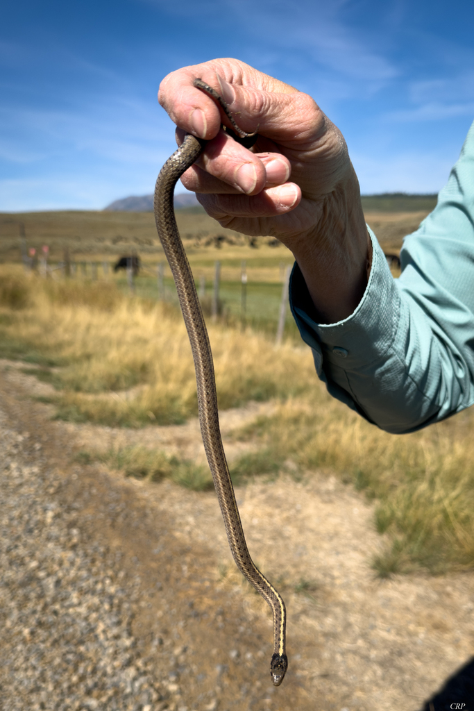 Wandering Garter Snake from Caribou County, ID, USA on September 14 ...