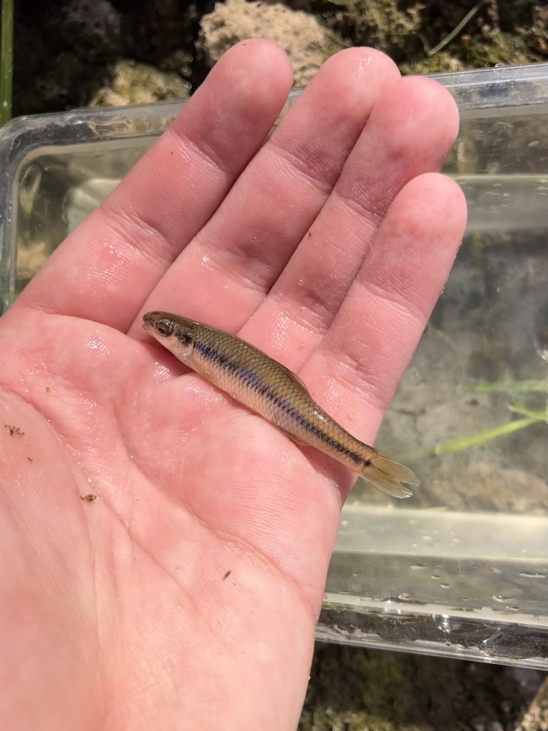 Bluntnose Minnow from Goodhue County, US-MN, US on September 15, 2024 ...