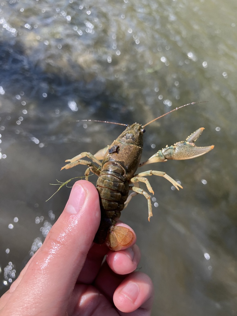 Virile Crayfish from Richard J. Dorer Memorial Hardwood State Forest ...