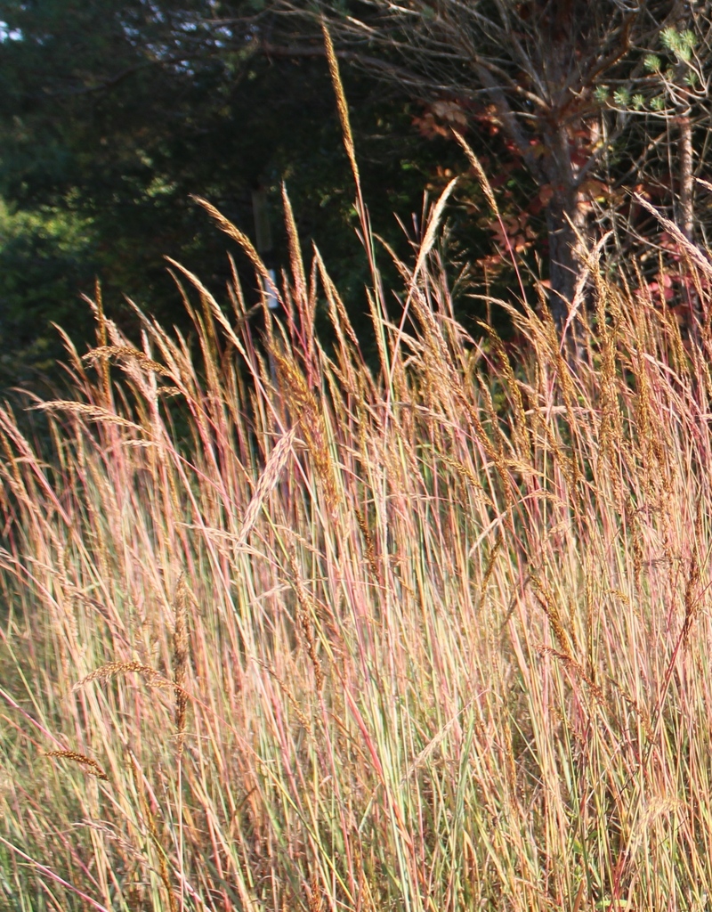 grasses from Sugar Bush on September 15, 2024 at 09:51 AM by Patrick ...