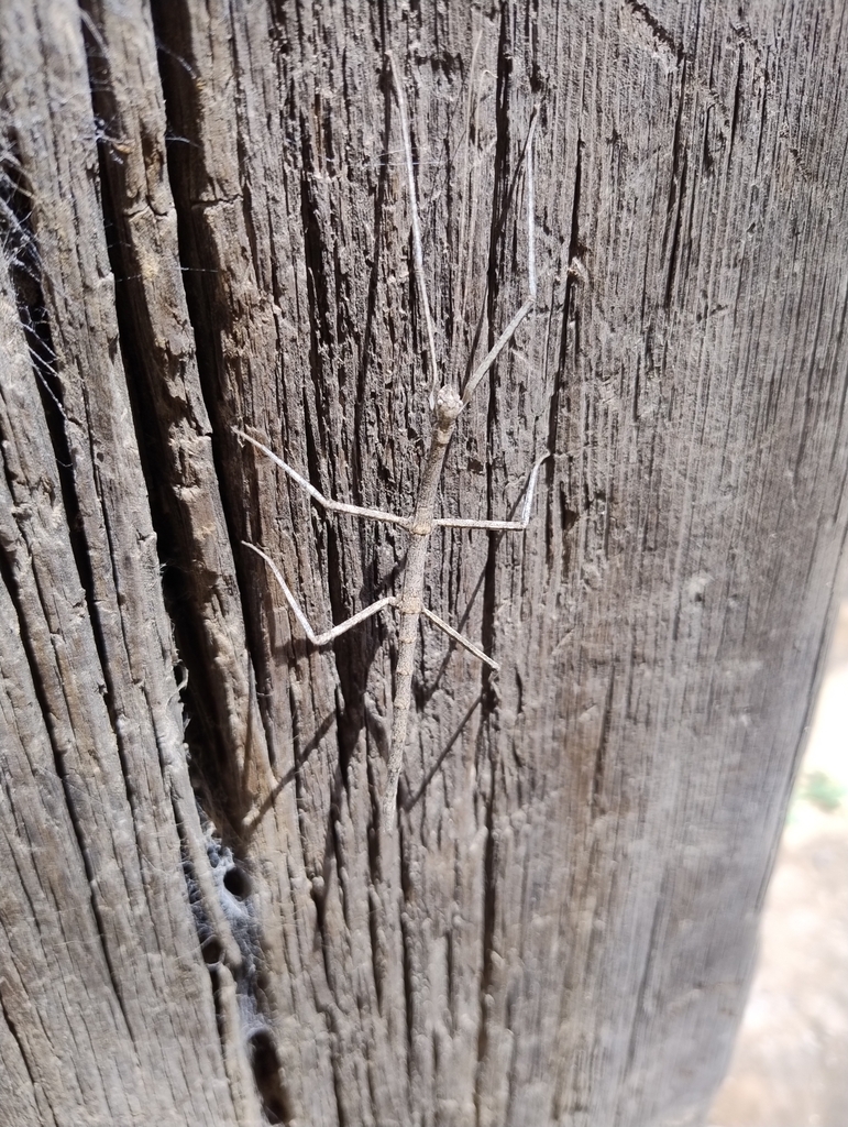 Insectos palo desde 18 de Julio, 35156 Lerdo, Dgo., México el 15 de ...