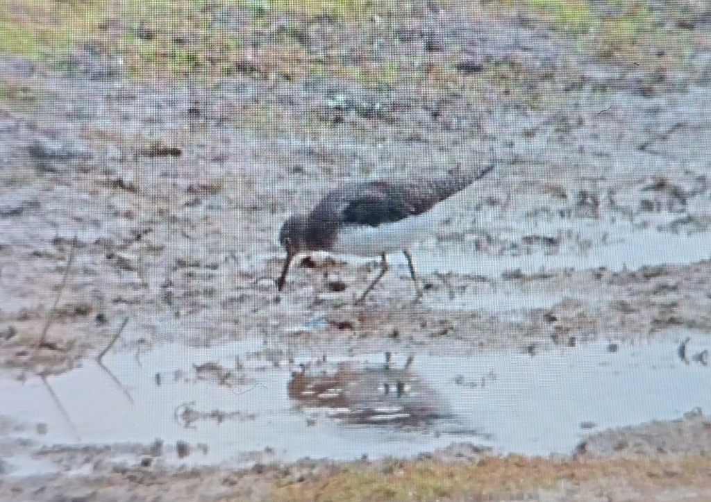 Green Sandpiper from North Cave Wetlands on September 15, 2024 at 03:31 ...