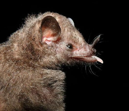 Pale Brown Long-tongued Bat from Saül 97314, Guyane française on ...