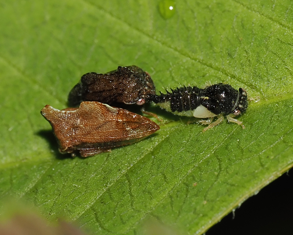 Keeled Treehopper from Camden, ME, USA on September 9, 2024 at 07:16 AM ...