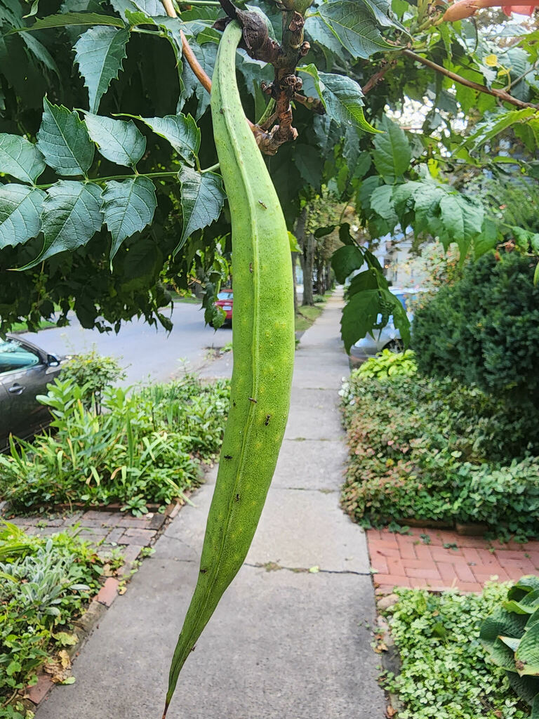 American trumpet vine in September 2024 by artemarkakis · iNaturalist