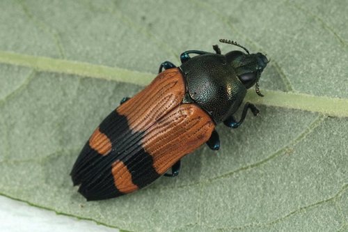 Castiarina campestris · iNaturalist Ecuador
