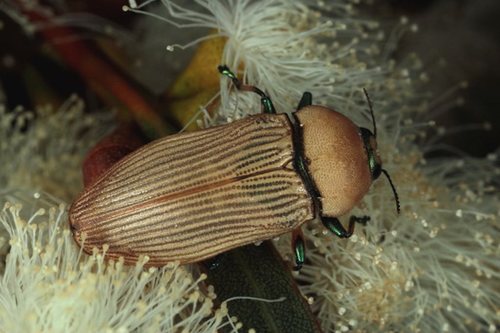 Castiarina flava · iNaturalist