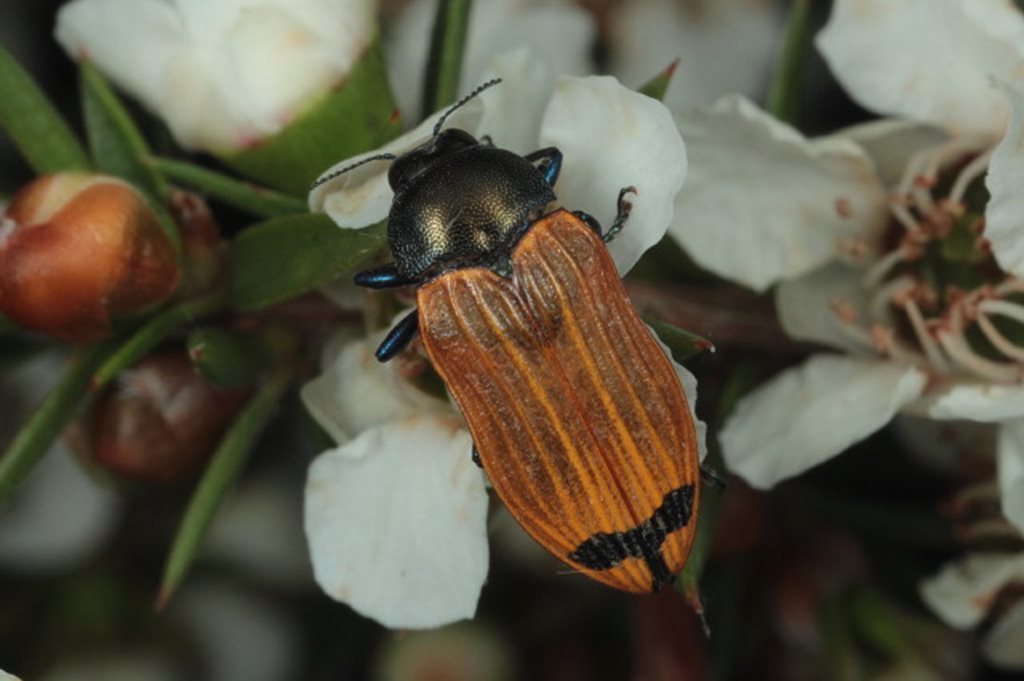 Castiarina balteata from 238 Wilshire Rd, Agnes Banks NSW 2753 ...
