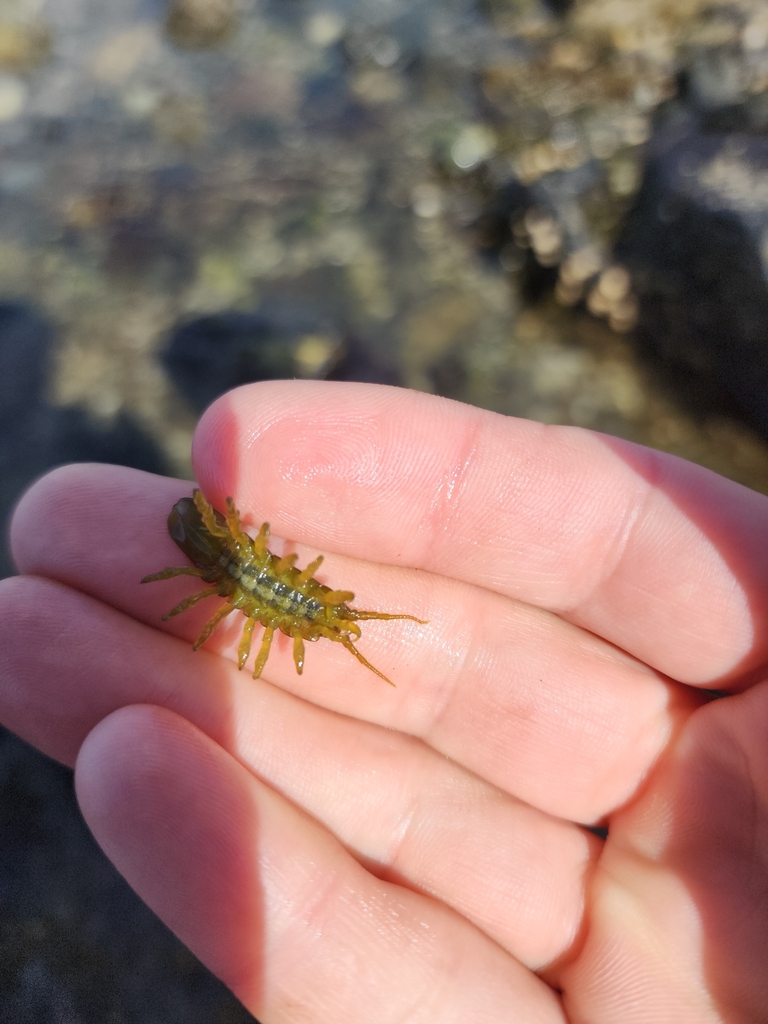 Rockweed isopod from Fairfield, Victoria, BC, Canada on September 15 ...