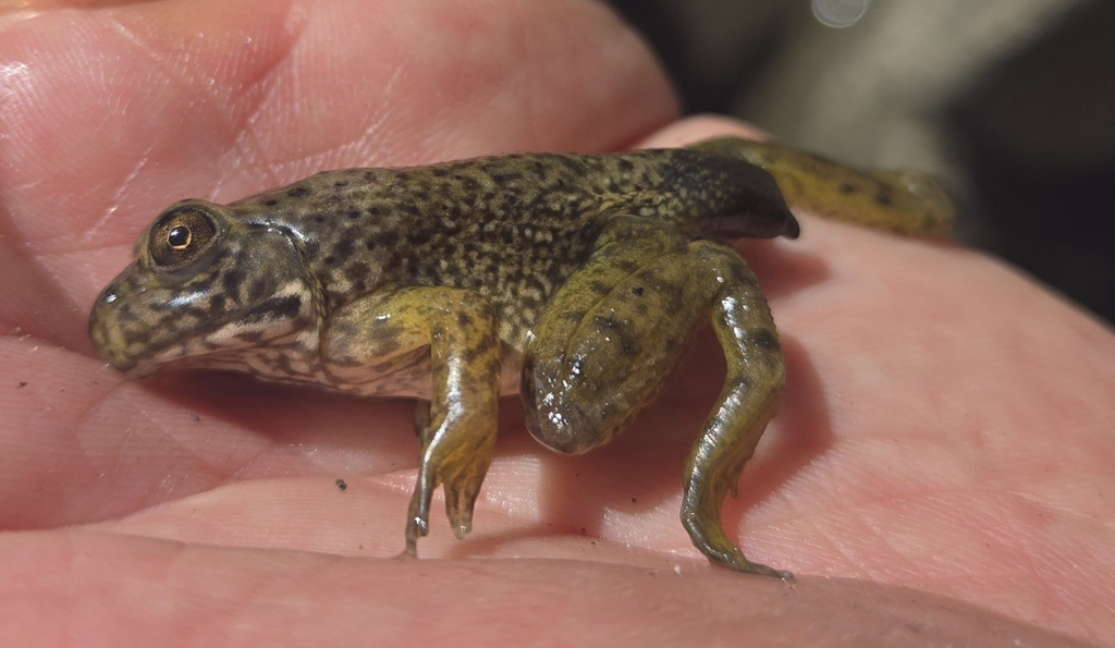 American Bullfrog from Shaver Lake, CA, USA on September 14, 2024 at 11 ...