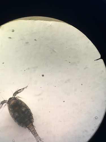 Genus Microcyclops · iNaturalist