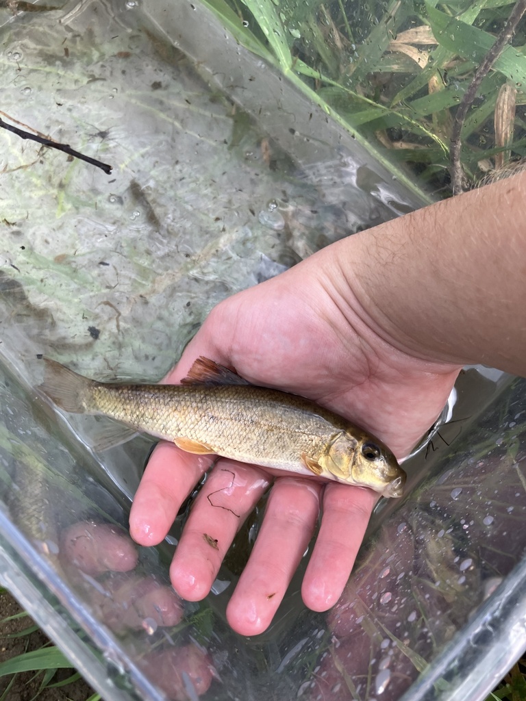 White Sucker from Richard J. Dorer Memorial Hardwood State Forest ...