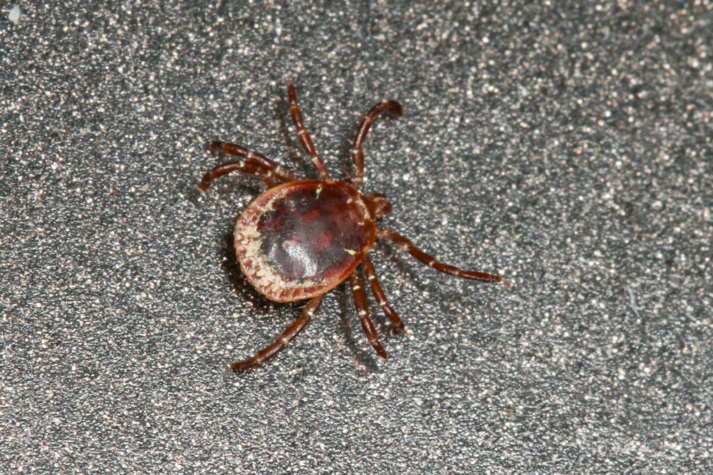Lone Star Tick from Location Cache River State Natural Area--Wildcat ...