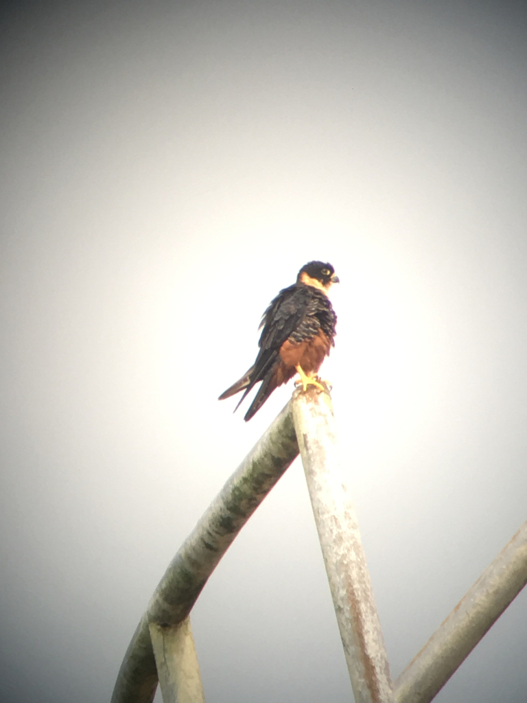 Bat Falcon from Panamá, , Panamá, PA on July 10, 2016 at 03:26 PM by ...