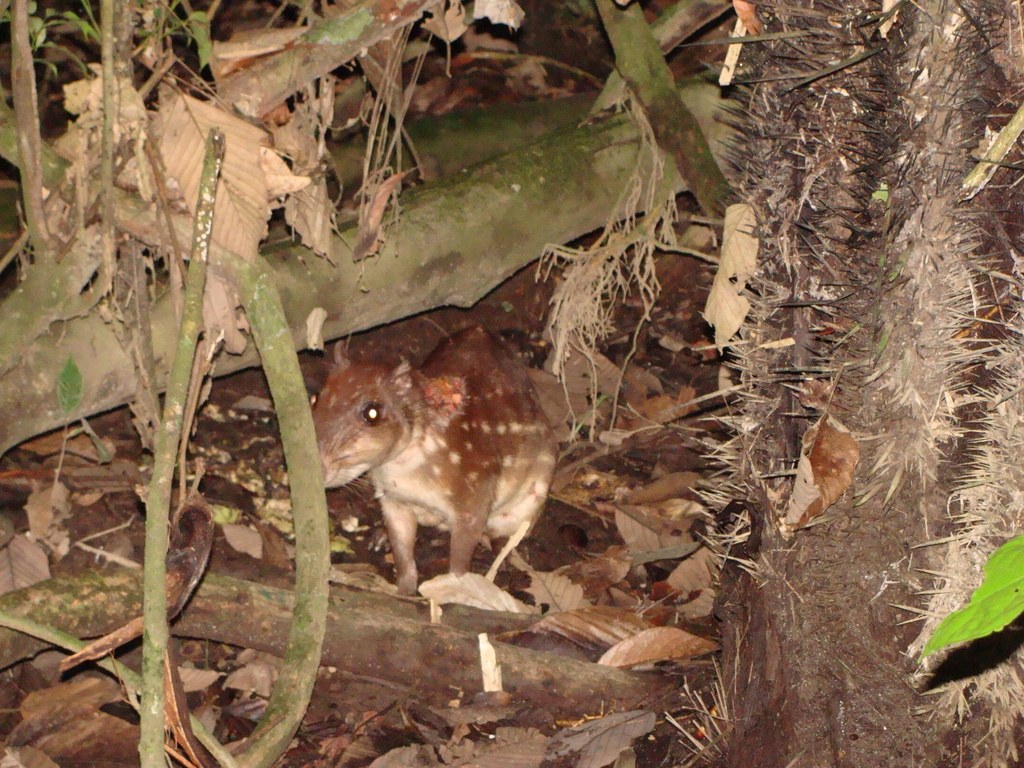 Spotted Paca from Yarina Eco Lodge on February 08, 2010 by Holger Beck ...