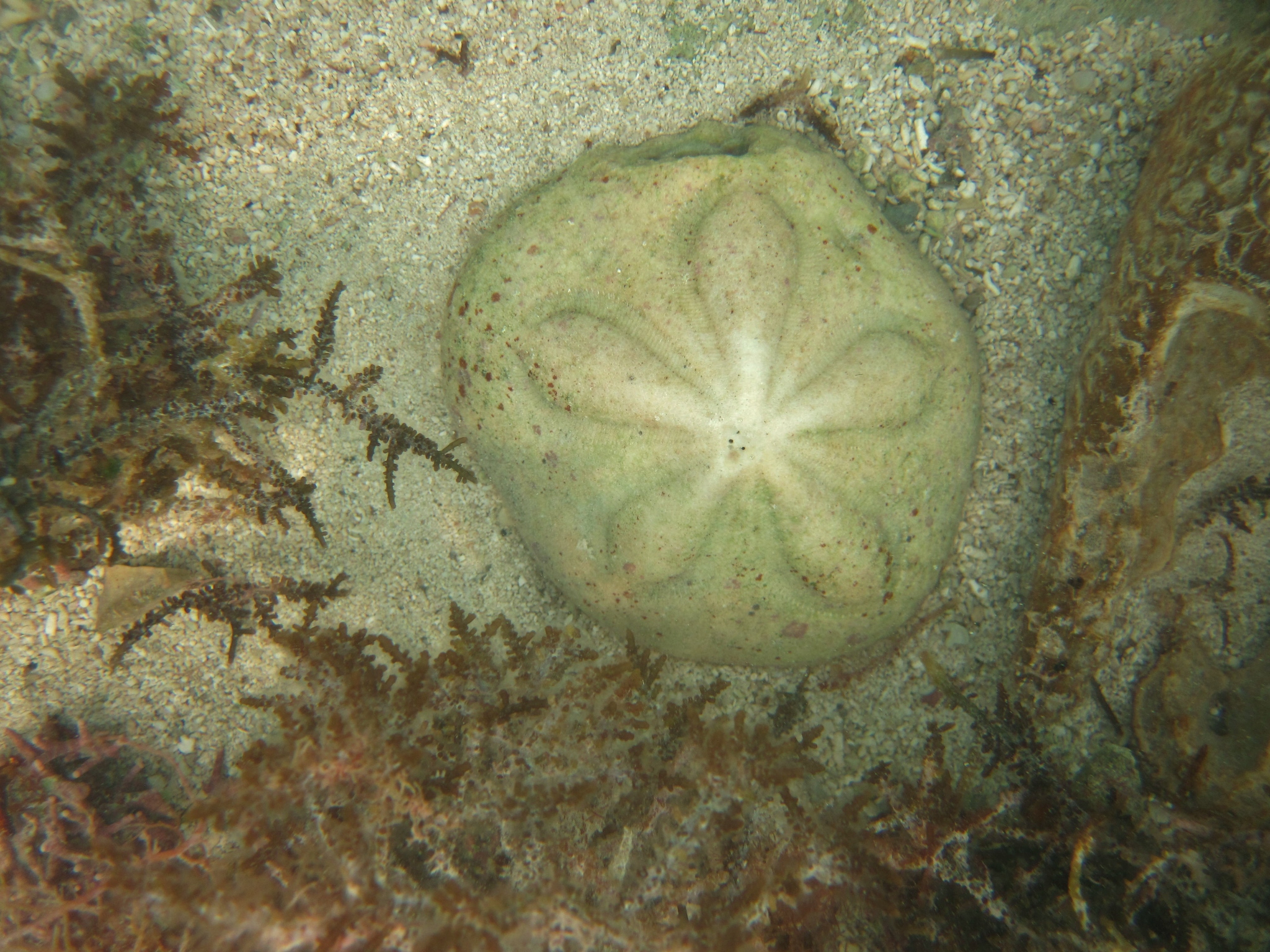 Clypeaster rosaceus (Linnaeus, 1758)