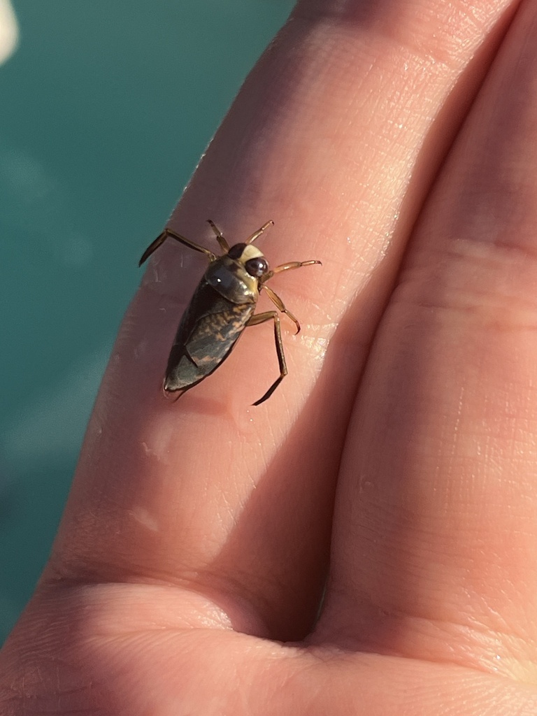 Notonecta irrorata in September 2024 by The Rêve · iNaturalist