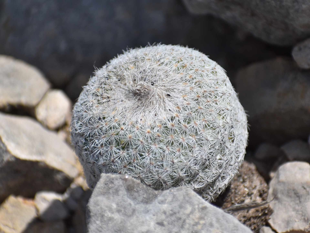 Button Cactus in September 2024 by Chris Bentley · iNaturalist