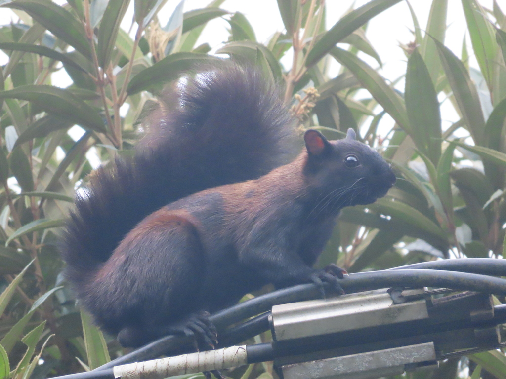 Variegated Squirrel from Jaramillo, Panamá on September 15, 2024 at 01: ...