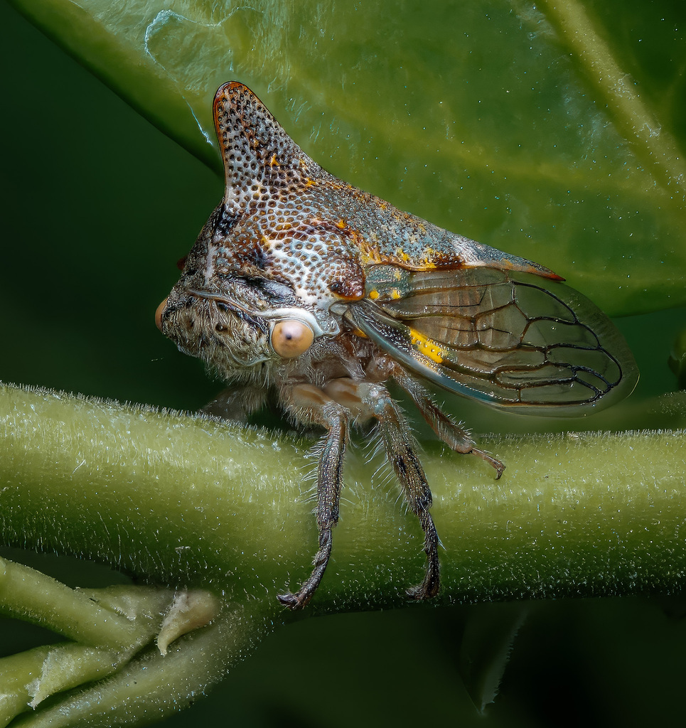 Oak Treehopper in September 2024 by Claus Giloi · iNaturalist