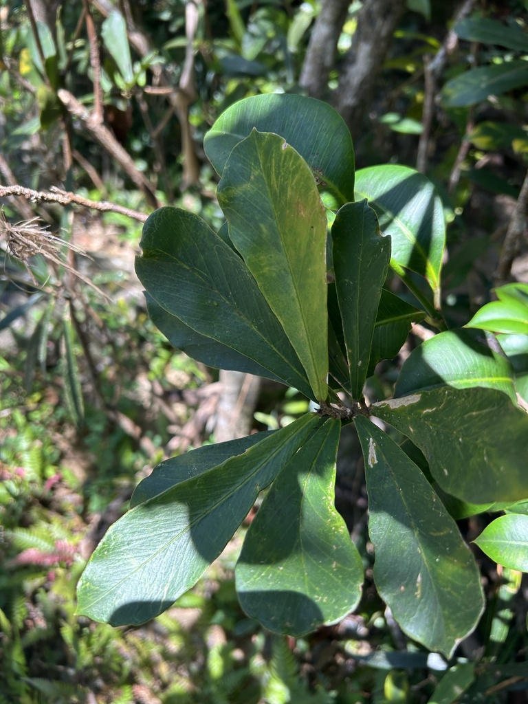 Puerto Rican raintree in September 2024 by Omar Monzon Carmona ...