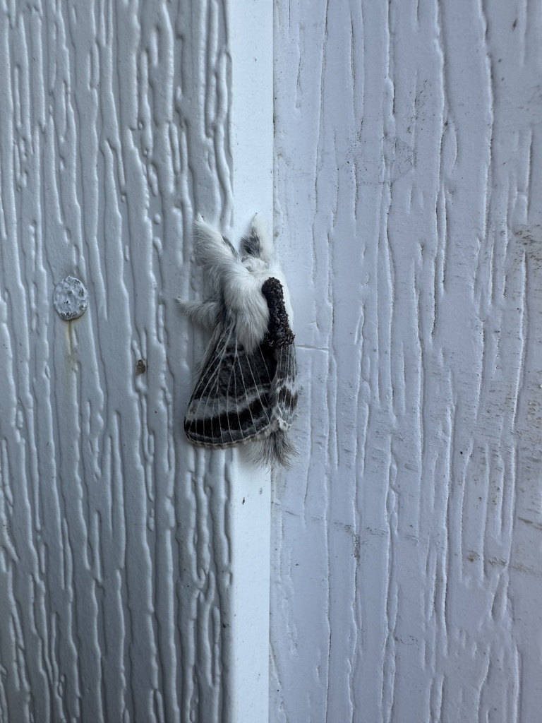 Large Tolype Moth from WIS-19, Dane, WI, US on September 15, 2024 at 05 ...
