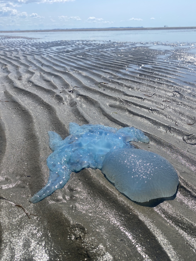 Blue Blubber Jelly from Moreton Bay, Nudgee Beach, QLD, AU on September ...