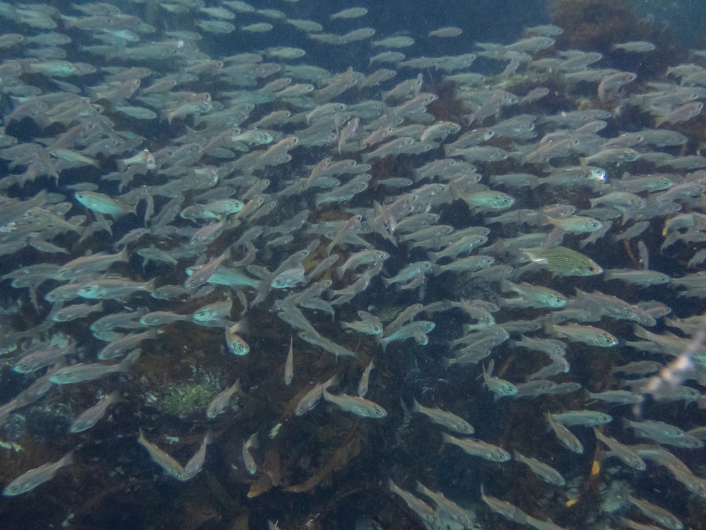 Queenfish (Seriphus politus) - Marine Life Identification